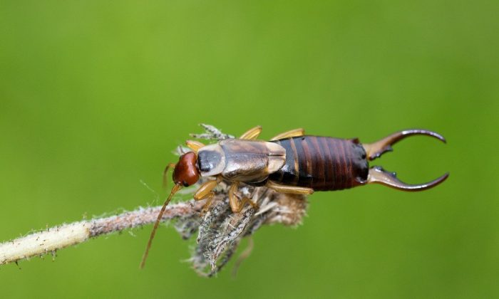 Škvor: Spíše strašák než škůdce | Náš dům