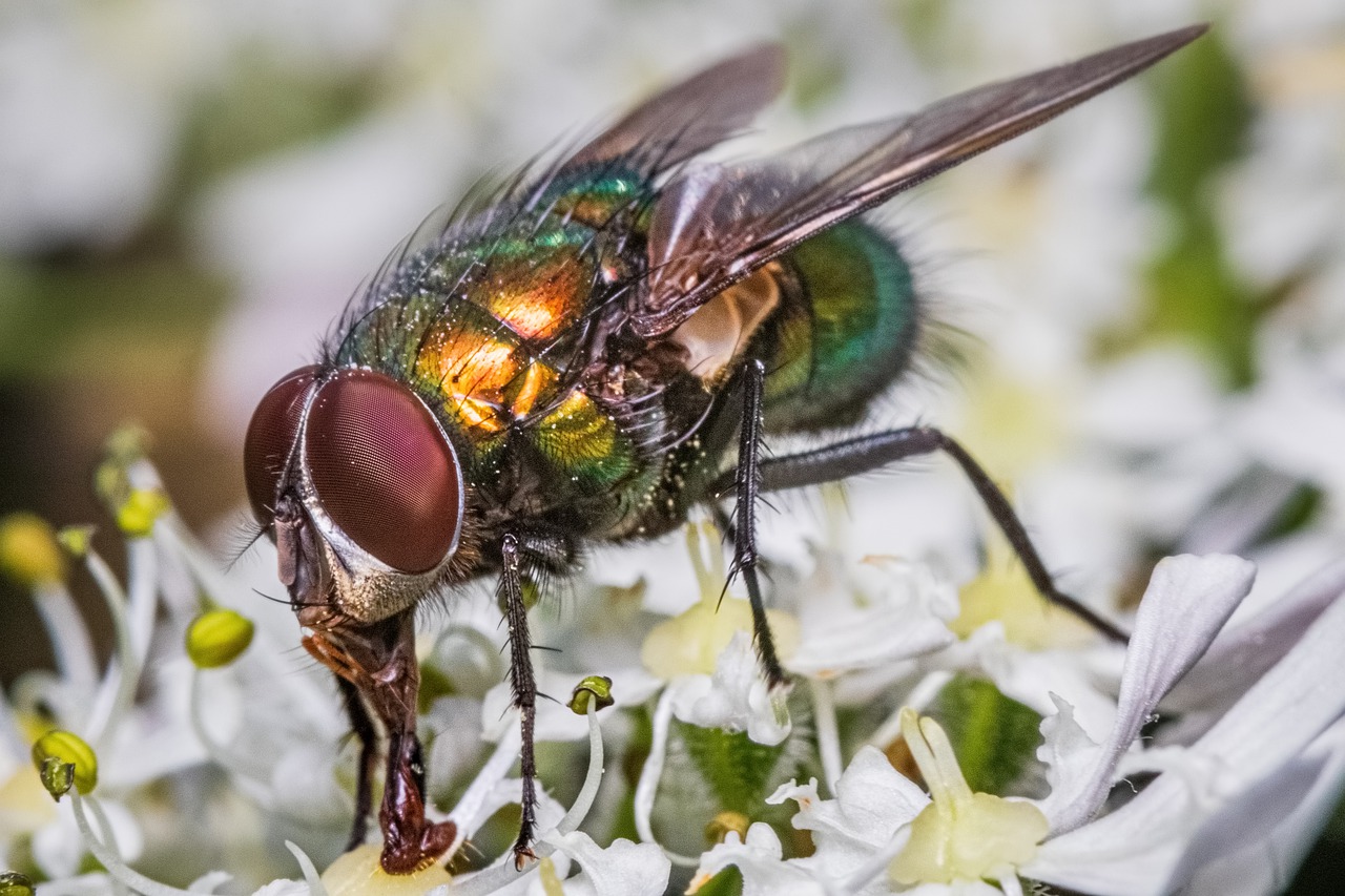 Domácí trik na nenáviděné mouchy