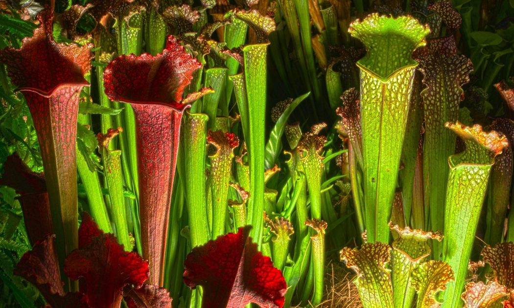 Podívejte se na netypické rostliny, které lze pěstovat doma