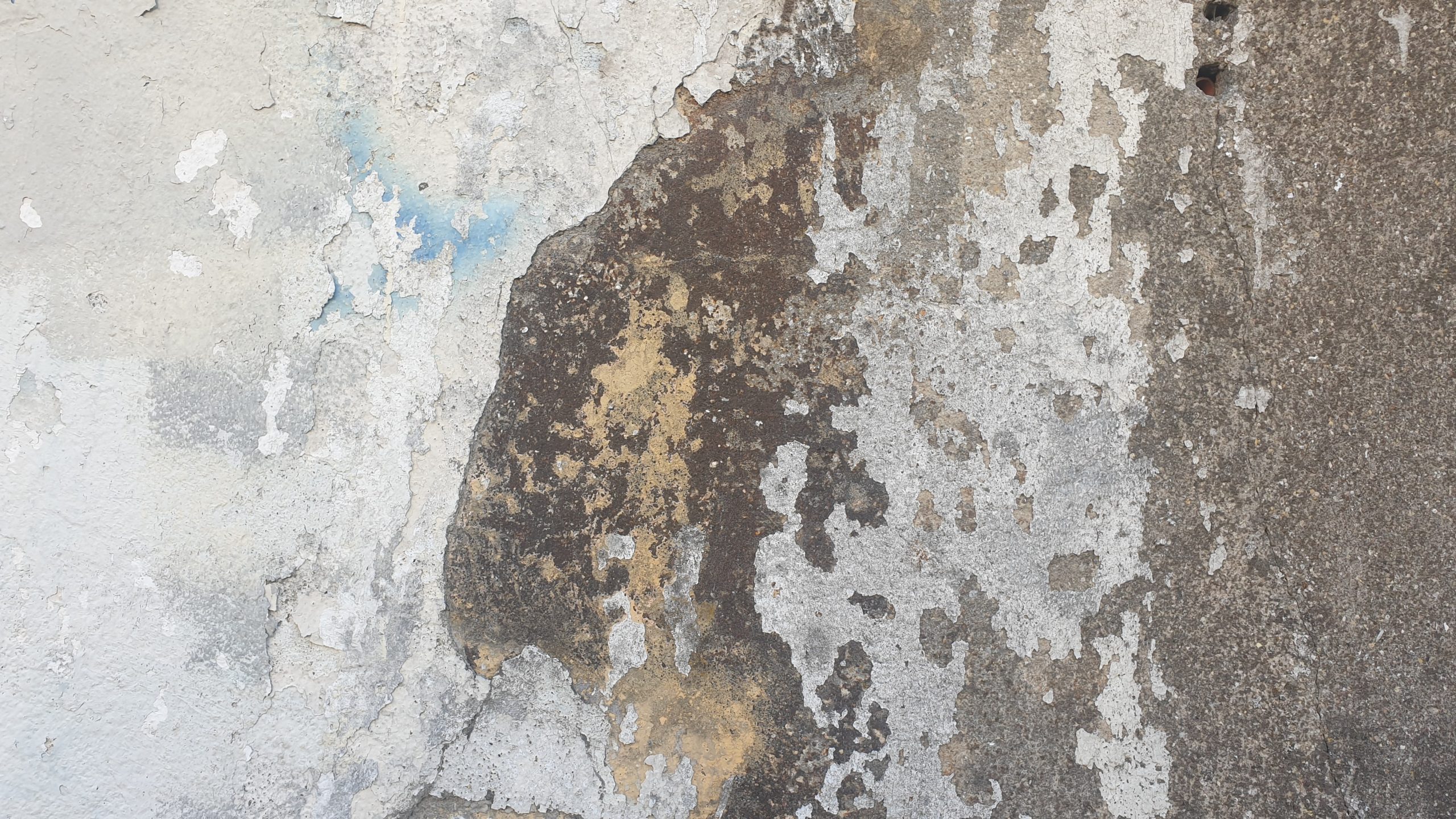 Jak odstranit plíseň v bytě a co je důležité pro prevenci