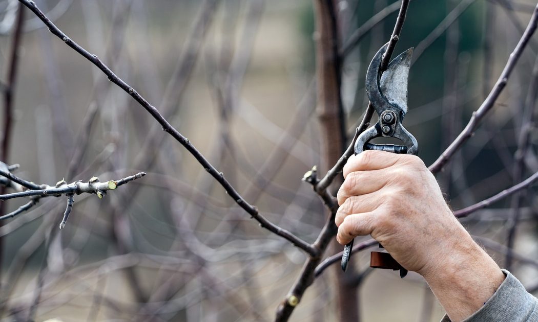 Jak se správně starat o zahradnické nůžky? A jak je brousit?