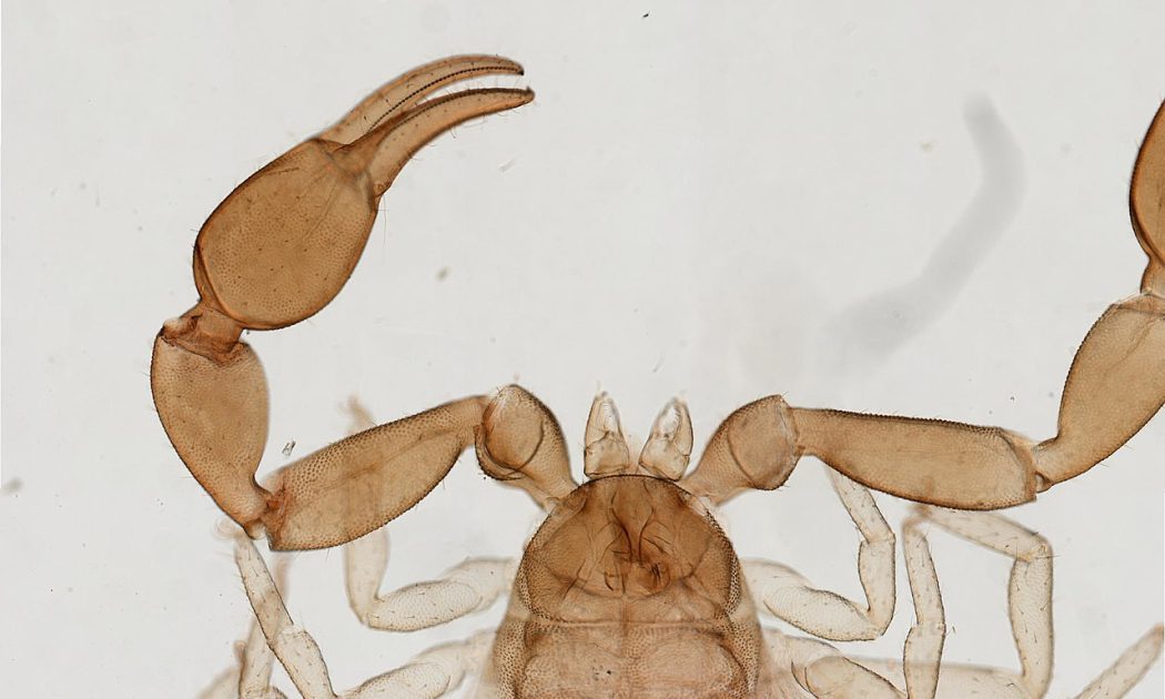 Štírek domácí: i drobný hmyz může být v domácnosti užitečný | Náš dům