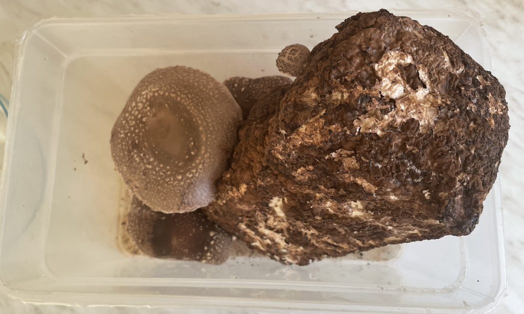 Pěstování hub za pár korun. Shiitake budou plodit do týdne