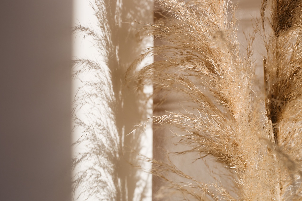 Pampas neboli pampová tráva: Jak ji efektivně využít doma