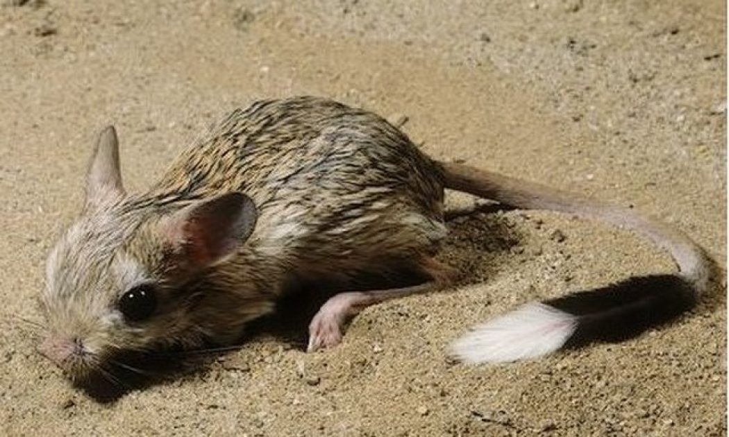 Tarbík jako domácí mazlíček: Mini klokan s velkým skokem